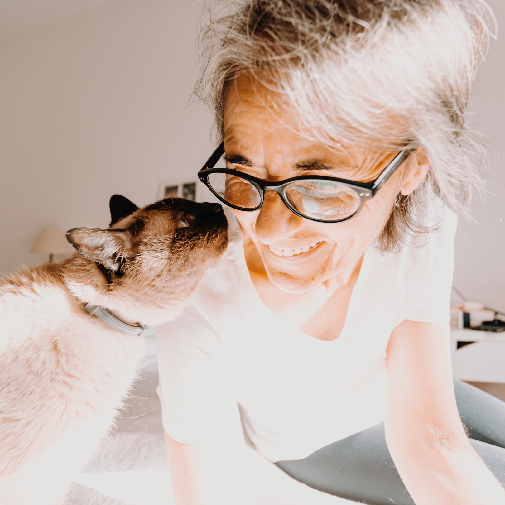 When Do Cats Shed the Most? Spring & Fall Molts Beginner Guide – PawSwing®